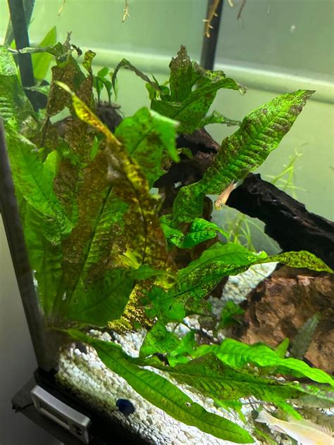 Nutrient Deficiency Java Ferns Plants Algae And Fertilizers
