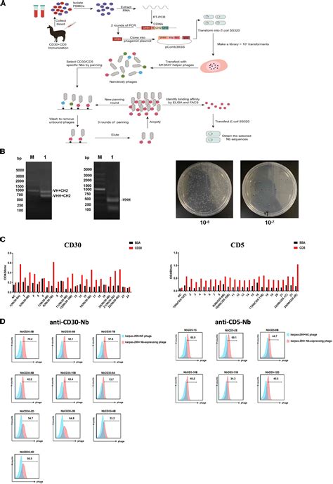 Nanobody Derived Bispecific Car T Cell Therapy Enhances The Anti Tumor