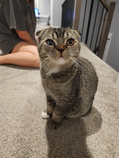 My cat started squinting recently, wondering why? : r/cats