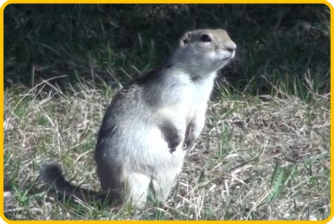 Gopher Exterminator Edmonton Savvy Pest Control