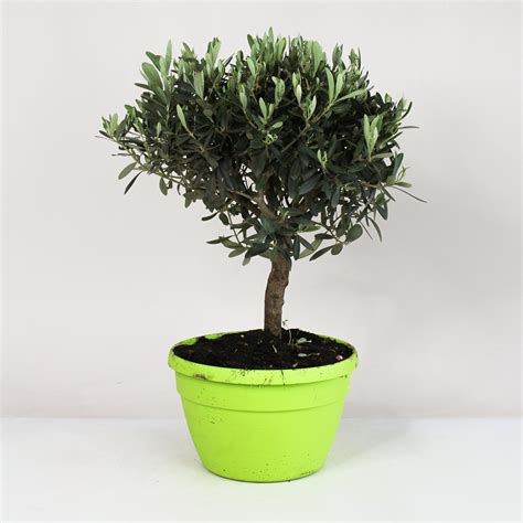 Olivenbaum Olea Europaea Kompakt Foliage Dreams