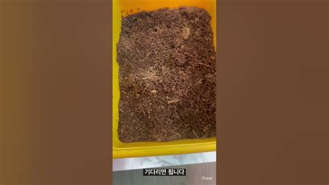 흙 이야기 네번째 코코칩 코코넛가루 Youtube