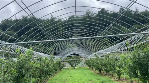 비닐 하우스보다 체리에 더쓸모있는것은 Youtube