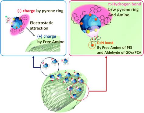 Schematic Illustrations Showing Electrostatic Attractions Between The