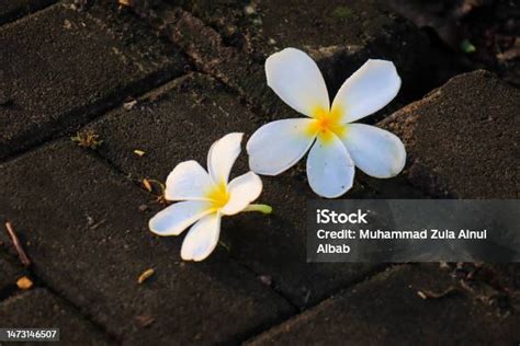 플루 메리아 알바 꽃은 플루 메리아 속의 종입니다 그것에는 좁은 길쭉한 잎 큰 백색 꽃 및 강한 향기가있다 0명에 대한 스톡 사진 및 기타 이미지 Istock