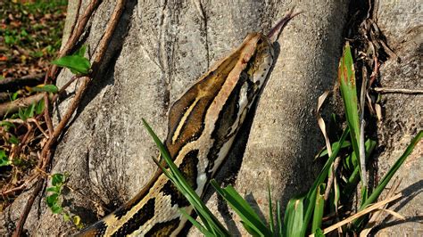 How A Mega Freeze In Florida May Have Caused Burmese Pythons To Evolve