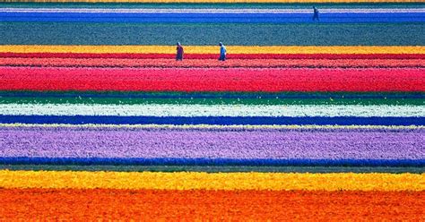 P I X A R T S P A C E Y Tulip Fields Netherlands