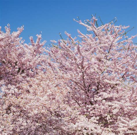 Cherry Blossoms In Front Of The Washington Mo Free Public Domain