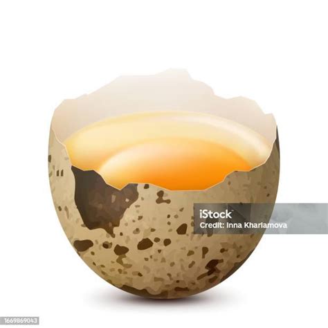 흰 바탕에 분리 된 노른자를 가진 깨진 메추라기 알의 절반 생 히켄 달걀이 박살났다 고단백 건강 식품 사실적인 3d 벡터 일러스트레이션 3차원 형태에 대한 스톡 벡터 아트
