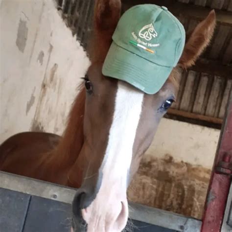 Stream William Lynskey Listen To What A Good Playlist Playlist Online