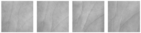 Sensors Free Full Text Contactless Palmprint Recognition Using
