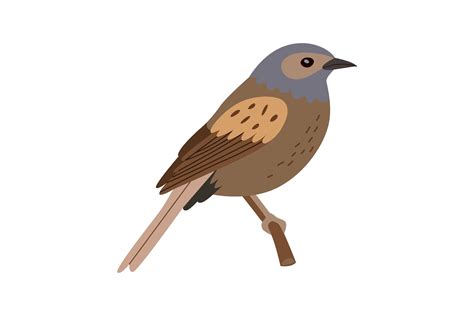 Robin Bird Cartoon Illustration Tomtit Graphic By Pchvector