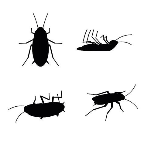 Cockroach Illustrations Royalty Free Vector Graphics And Clip Art Istock