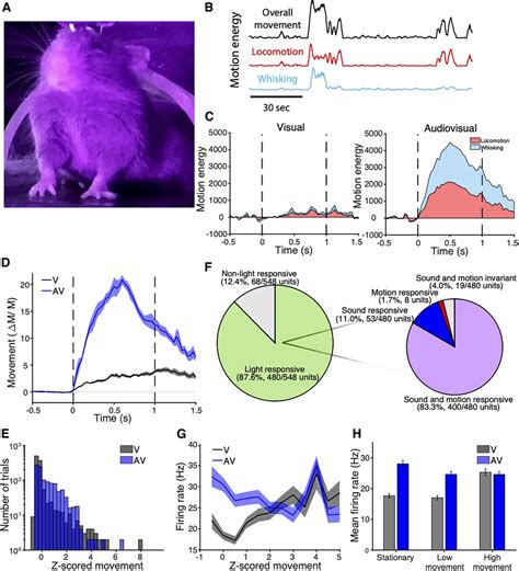 Sound Improves Neuronal Encoding Of Visual Stimuli In Mouse Primary Visual Cortex Journal Of