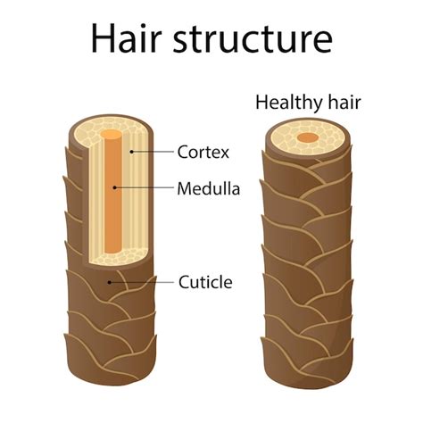 Medulla Hair Shaft Structure