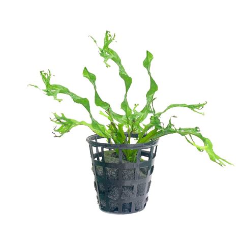 Microsorum Pteropus Windelov Green Water Aquascapes