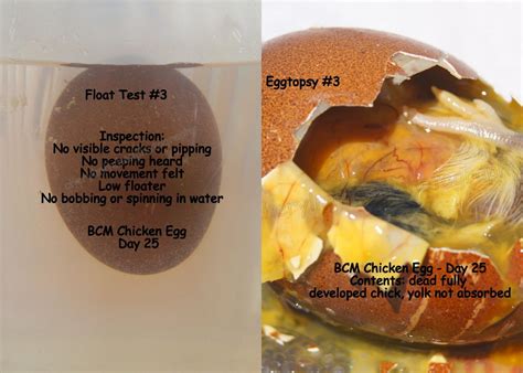 Float Testing Checking Egg Viability For Late Or Overdue Hatching Page 46 Backyard Chickens