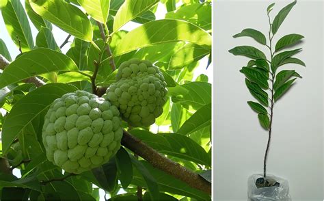 Green View Dwarf Rare Exotic Tropical Fruit Grafted Plant Custard