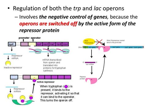 Ppt Chapter 15 Regulation Of Gene Expression Powerpoint Presentation