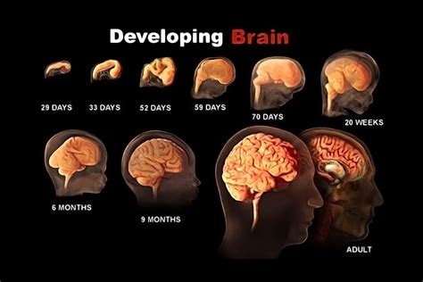 Timeline Of Brain Development