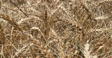 Maximizing Wheat Productivity With Supplemental Irrigation Icarda