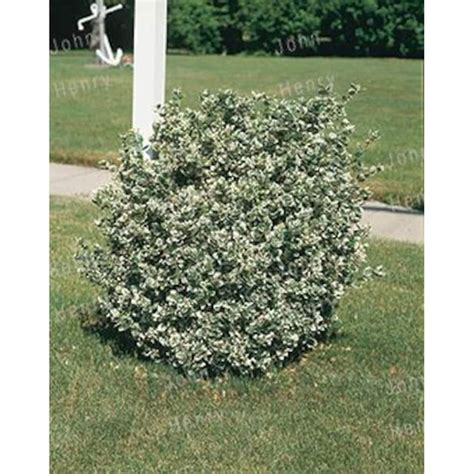 Landscape Basics Japanese Euonymous In A Pot 1 Each Delivery Or Pickup Near Me Instacart