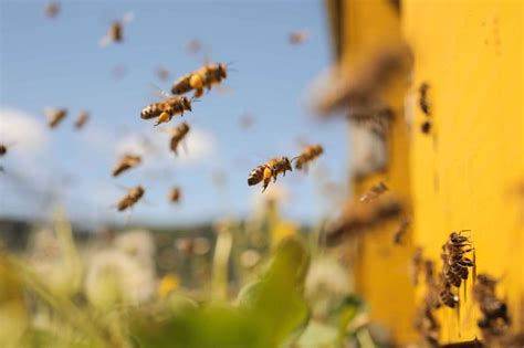 Beepocalypse Myth Busting Honey Bees Not Wild Species Key For Crop