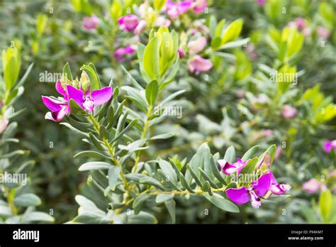 Polygala Myrtifolia Myrtle Leaf Milkwort Sweet Pea Shrub Is An