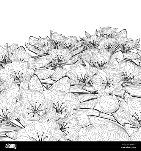 Contour Grass With Herbs And Wild Flowers Vector Isolated Silhouette