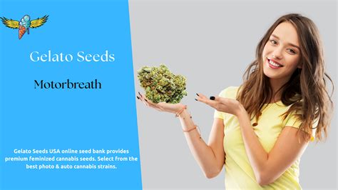 Motorbreath Strain Gelato Seeds Blog