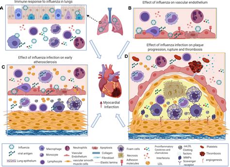 Viral Infection