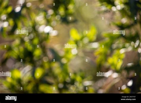 Beautiful Blurred Yellowish Green Abstract Background For Design Stock