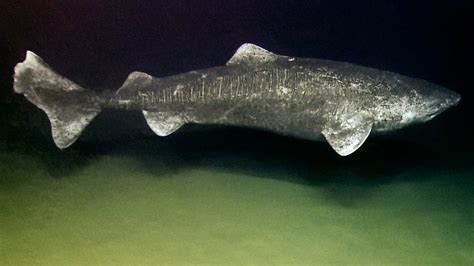 The Greenland Shark Isnt Blind After All Even After Centuries Of