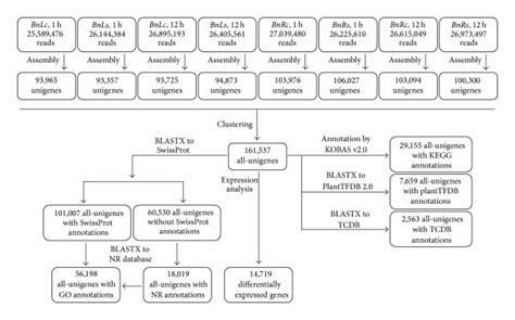 Flowcharts Of The Transcriptome Analysis For B Napus The Whole