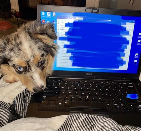 I was so productive working from home until 4 months ago. New addition trys to stop me! : r ...