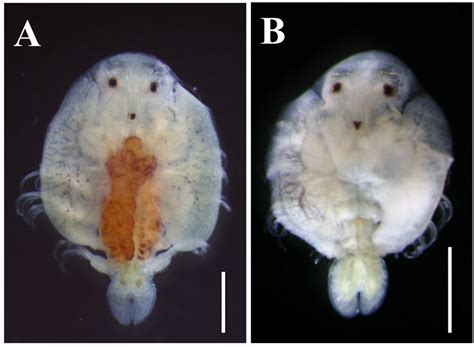 Argulus Japonicus Thiele 1900 From Freshwater Minnow Opsariichthys