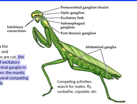 The Physiological Basis Of Behaviour Flashcards Quizlet