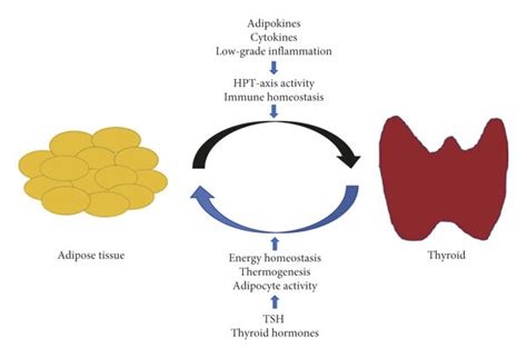 The Bilateral Relationship Between Autoimmune Thyroid Diseasethyroid