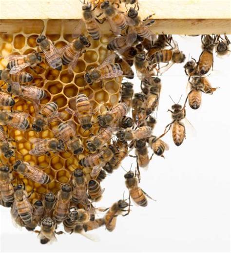 Festooning Bees What Is It Why Do Bees Do It With Images And Video