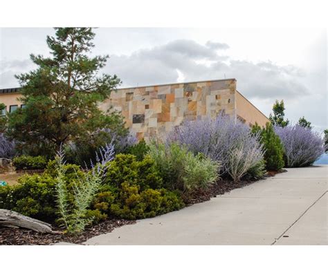 Colorado Springs Utilities Xeriscaping Buffalograss Front Yard