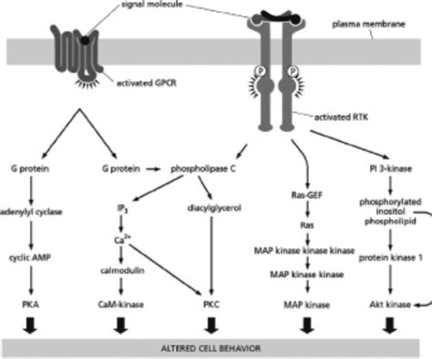 Figure Shows That Intracellular Signaling Pathways Can Biology