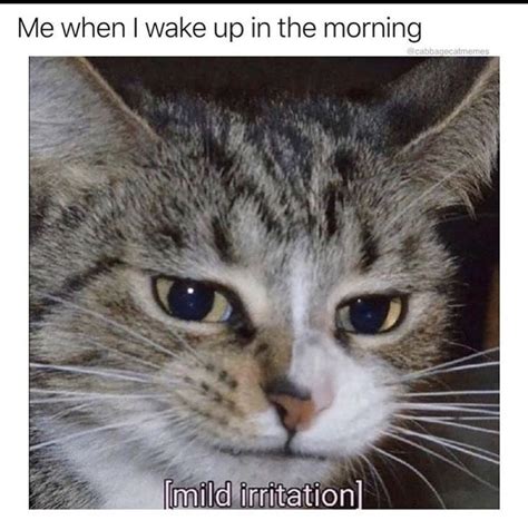 Irritated Cat Memes