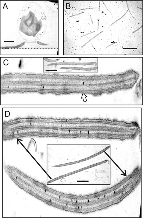 Central Pair Orientation In Quiescent Wild Type Flagella A A Section