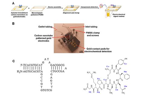 Aptamer Based Amperometric Microfluidic Biosensor A Schematic Of