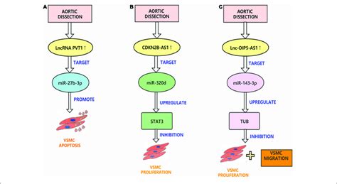 Aortic Dissection Associated Lncrnas A Lncrna Pvt1 Is Up Regulated Download Scientific