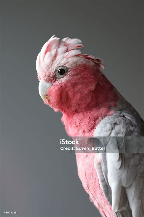 갈라 Eolophus Roseicapilla 분홍색과 회색 코카투 또는 장미 가슴 앵무새라고도 함 분홍에 대한 스톡 사진 및 기타 이미지 Istock