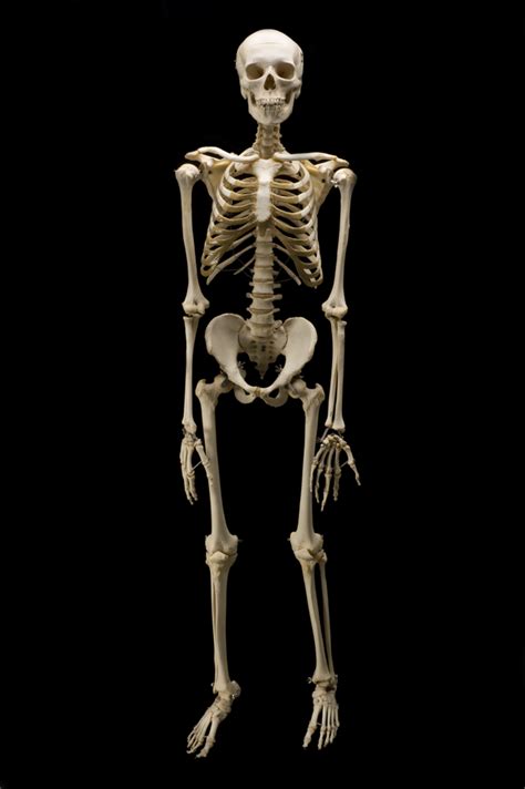 Human Skeleton Diagram Quizlet