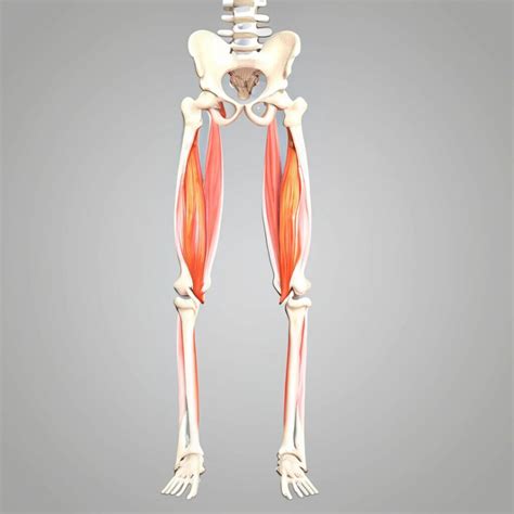 Femorales Anatomía Funciones E Importancia Del Entrenamiento