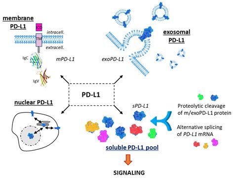 Soluble Programmed Death Ligand 1 Spd L1 A Pool Of Circulating Proteins Implicated In Health
