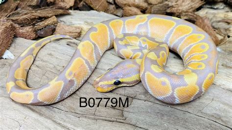Píton bola (Python regius) BANANA B0779 - MACHO. - Recanto da Jiboia